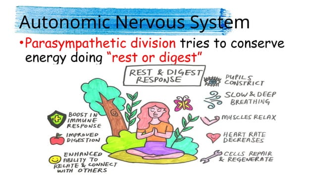 Homeostasis and the Nervous Systems.pptx