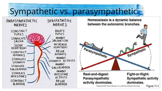 Homeostasis and the Nervous Systems.pptx