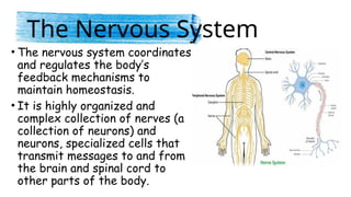 Homeostasis and the Nervous Systems.pptx