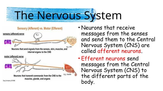 Homeostasis and the Nervous Systems.pptx