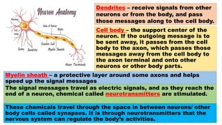 Homeostasis and the Nervous Systems.pptx