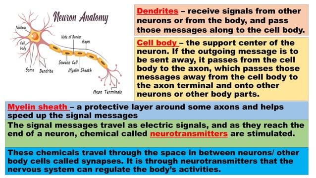 Homeostasis and the Nervous Systems.pptx