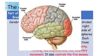 Homeostasis and the Nervous Systems.pptx