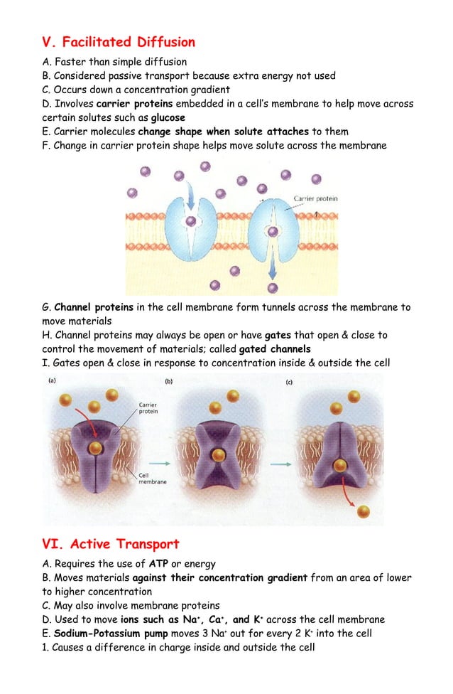 Homeostasis and transport | PDF