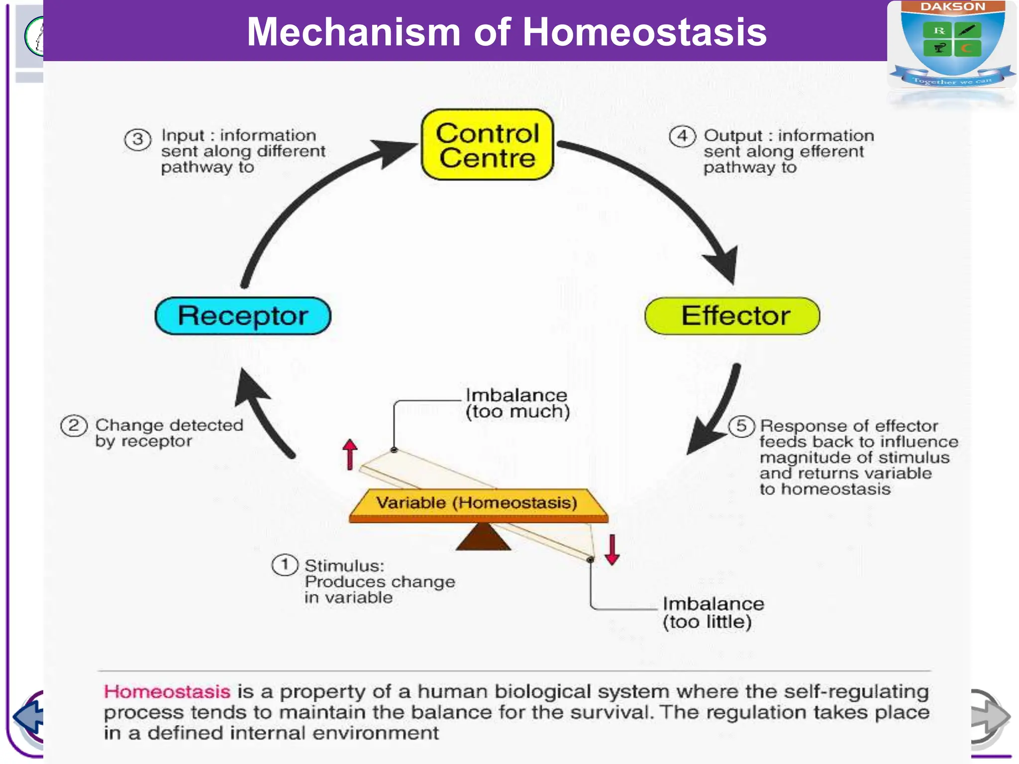 Homeostasis, Physiology Lecture by Dr. Baqir Naqvi.pptx