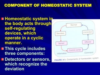 Homeostasis | PPSX