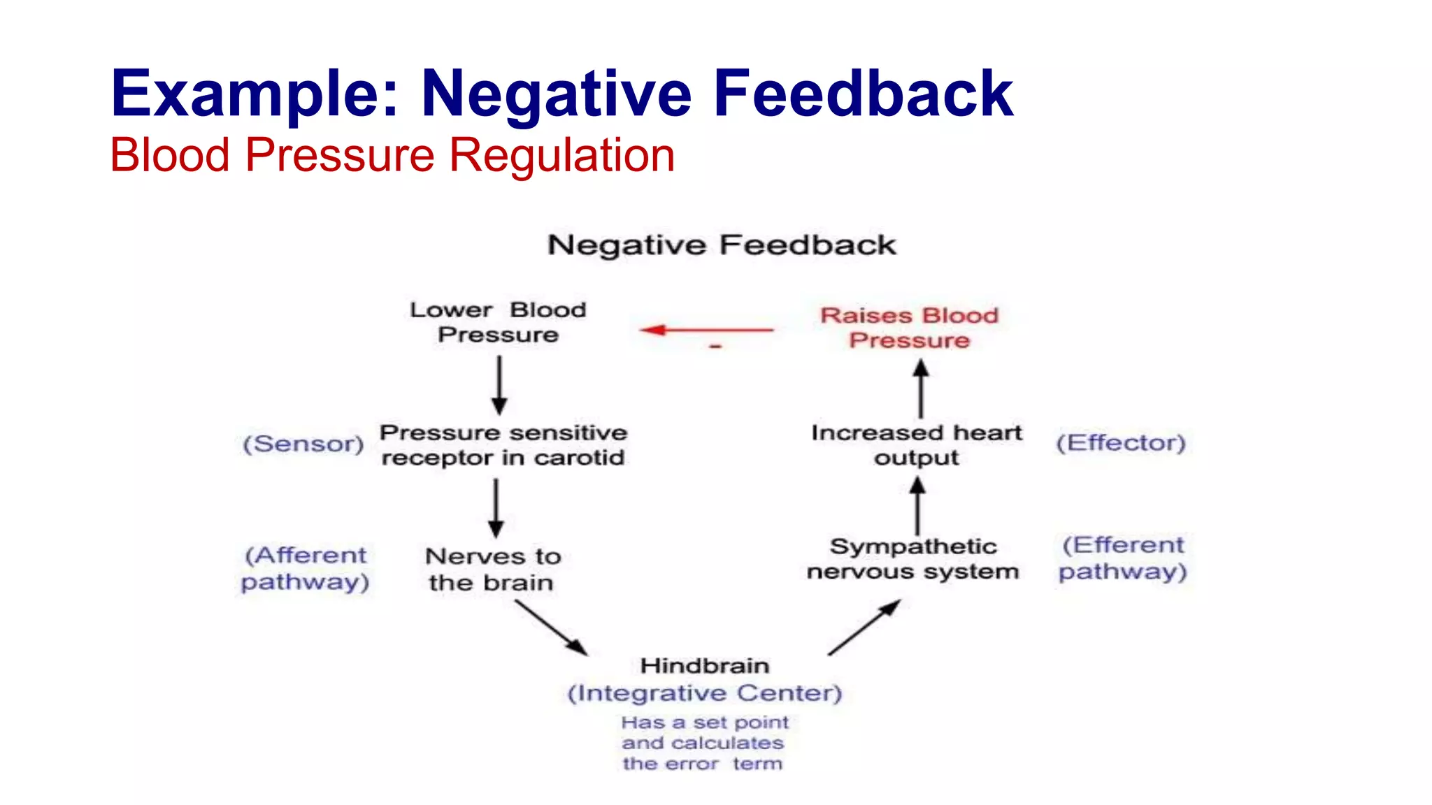 Homeostasis & Control Mechanisms of The Body | PPTX