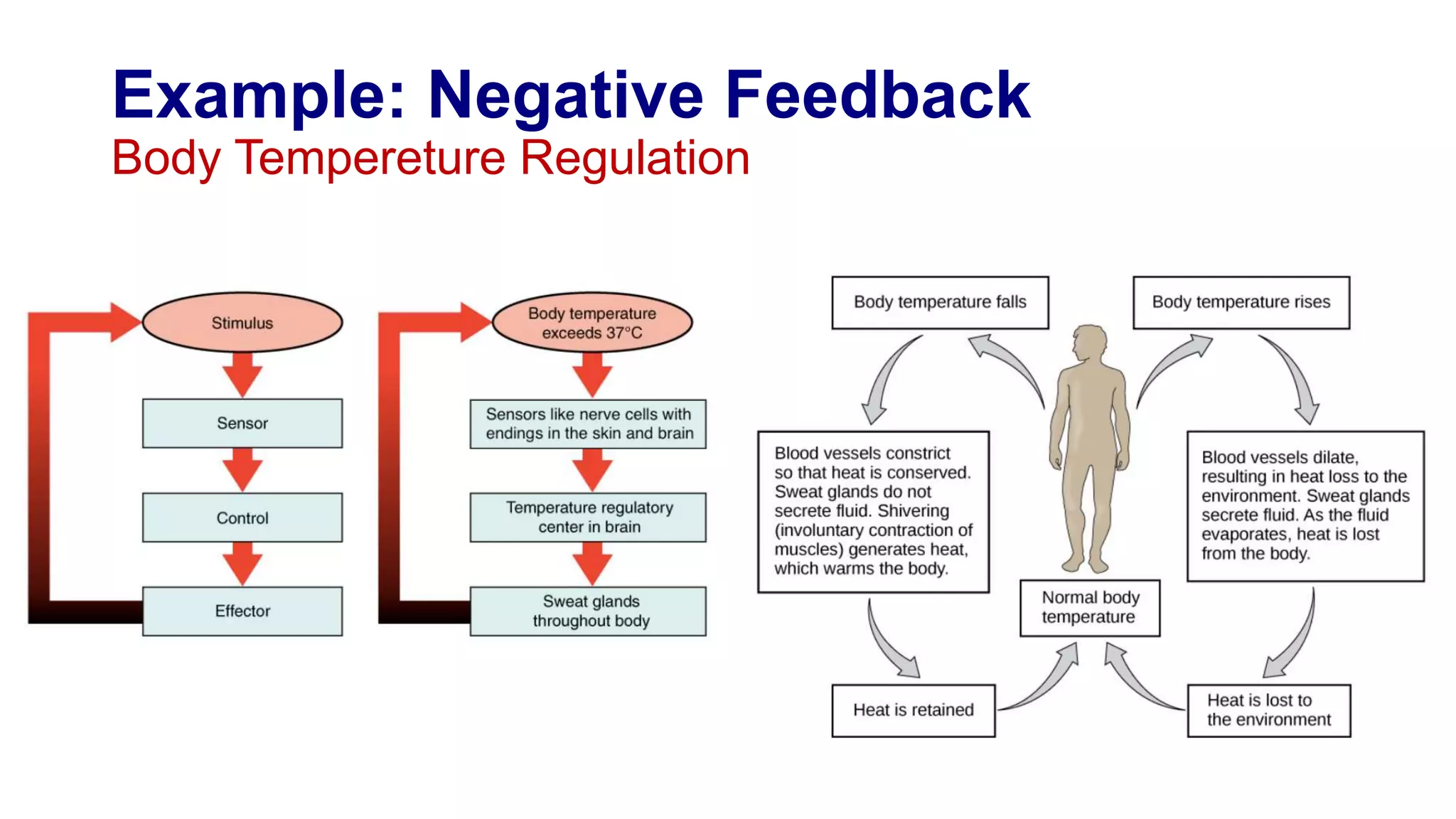 Homeostasis & Control Mechanisms of The Body | PPTX