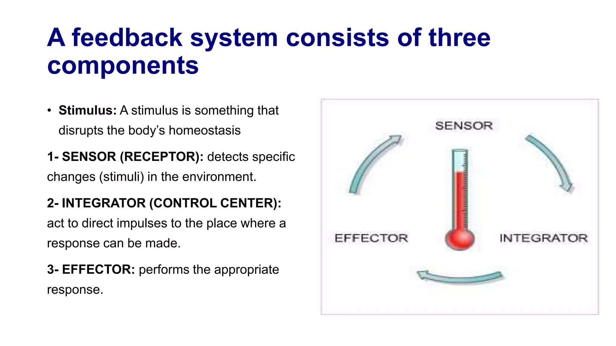 Homeostasis & Control Mechanisms of The Body | PPTX