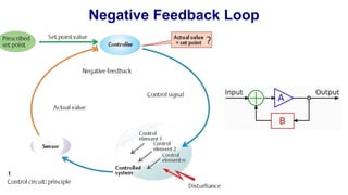 Homeostasis & Control Mechanisms of The Body | PPTX