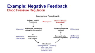 Homeostasis & Control Mechanisms of The Body | PPTX