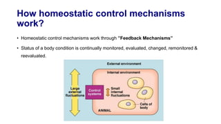 Homeostasis & Control Mechanisms of The Body | PPTX