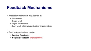 Homeostasis & Control Mechanisms of The Body | PPTX
