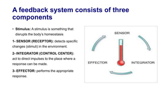 Homeostasis & Control Mechanisms of The Body | PPTX