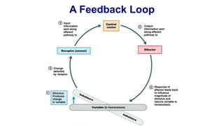 Homeostasis & Control Mechanisms of The Body | PPTX
