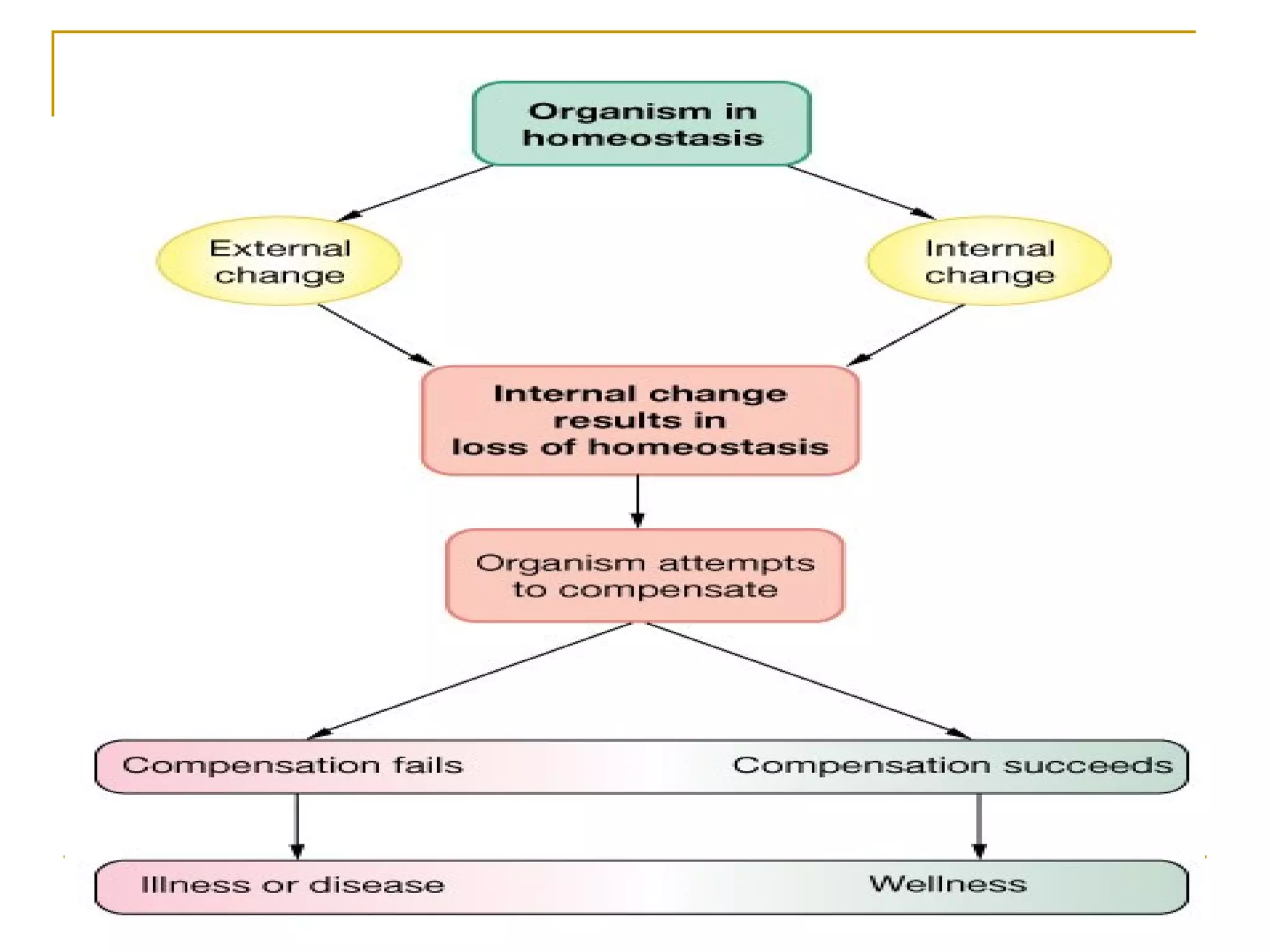 Homeostasis | PPT