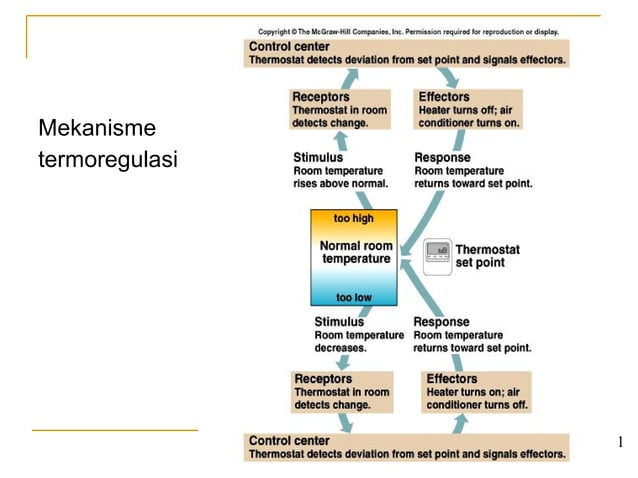 Homeostasis | PPT