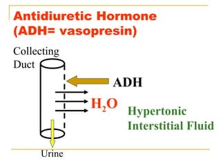 Homeostasis | PPT