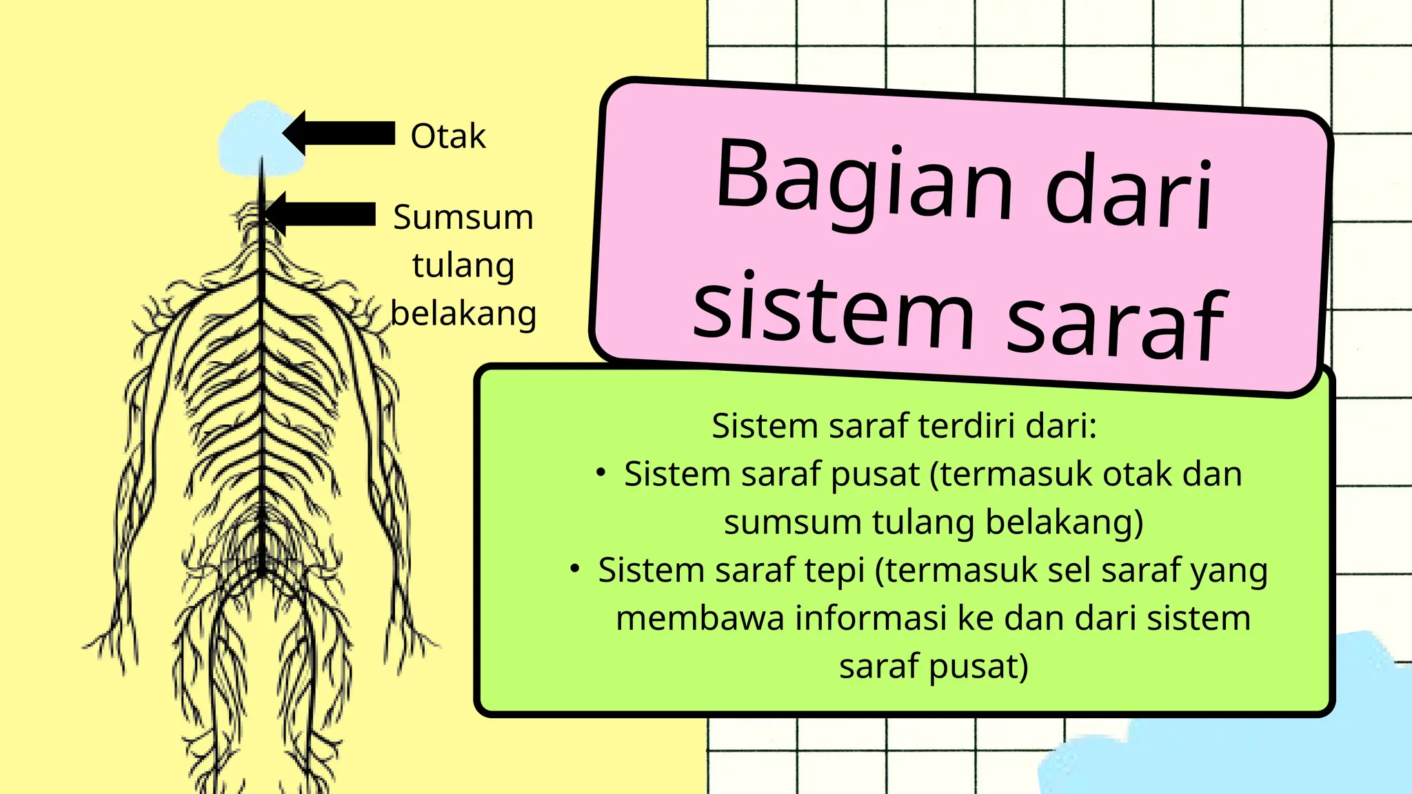sistem saraf homeostasis untuk kelas 9 smp/mts | PPTX