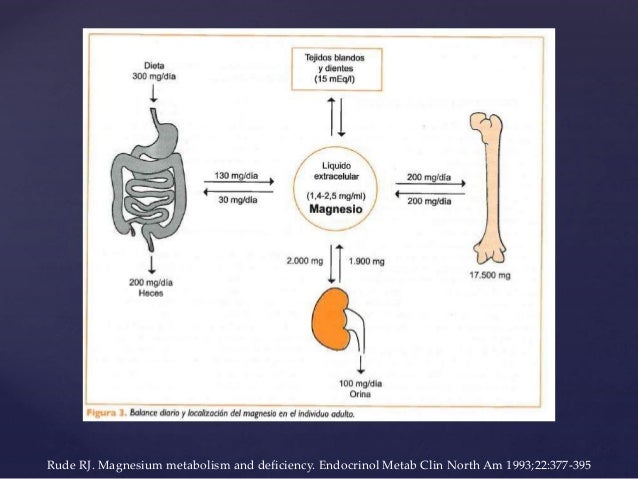 Homeostasis del magnesio e hipermagnesemia