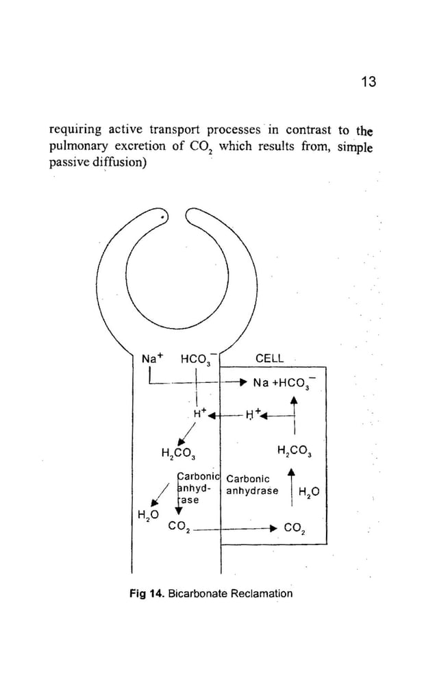Hydrogen Ion Homeostasis (Acid Base Balance) | PDF | Lung and ...