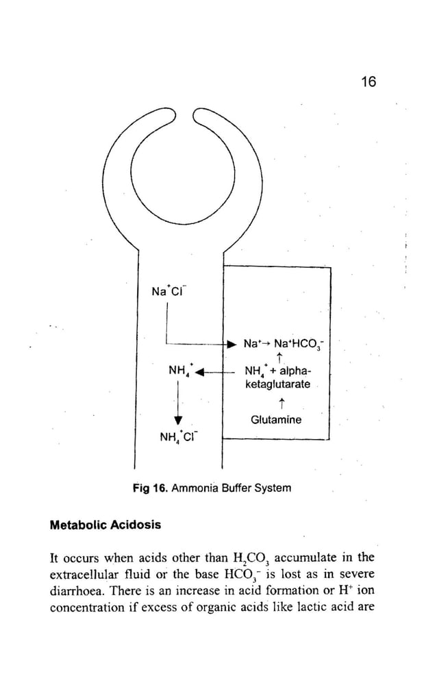 Hydrogen Ion Homeostasis (Acid Base Balance) | PDF | Lung and ...