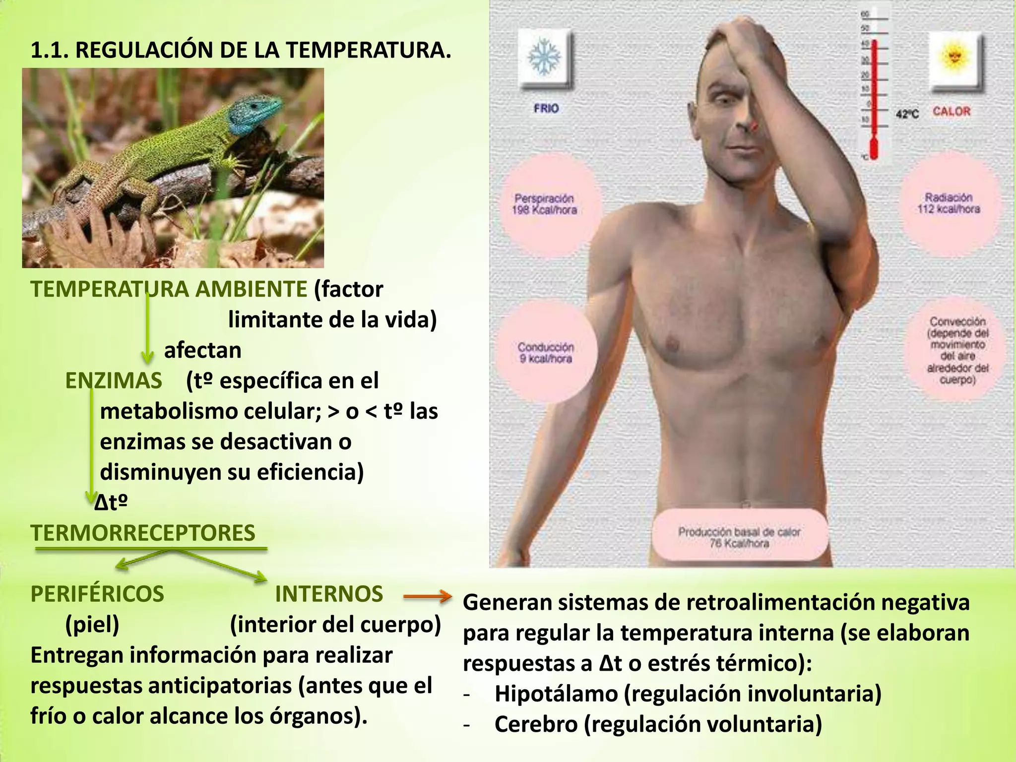 Homeostasis, equilibrio interno 2012 | PPTX