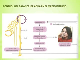 Homeostasis, equilibrio interno 2012 | PPTX