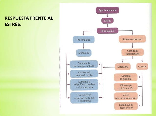 Homeostasis, equilibrio interno 2012 | PPTX