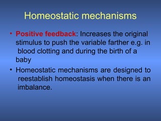 homeostasis feedback.ppt Thermal Regulation | PPT