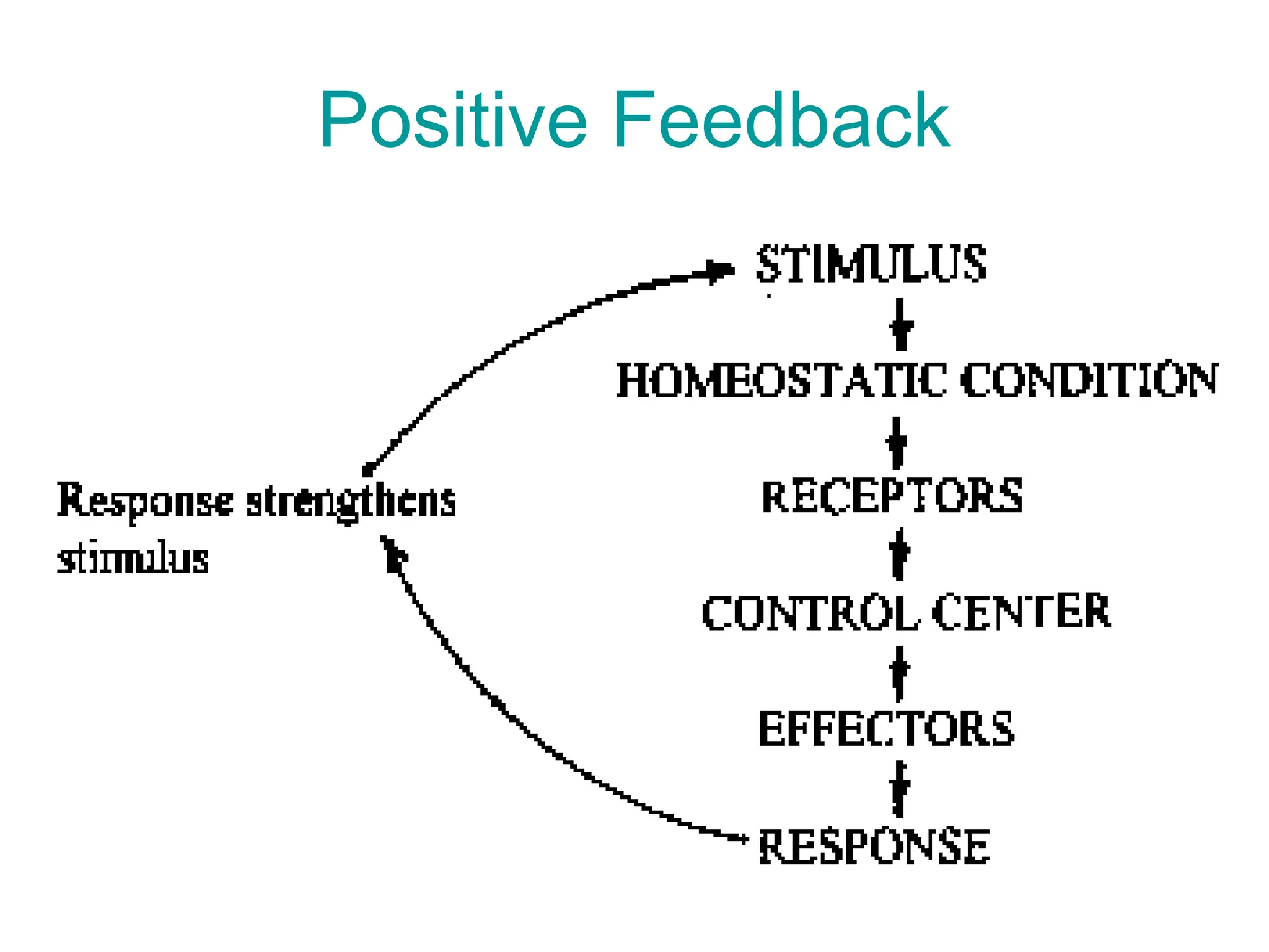 homeostasisfeedbackmechanisms__1_discussion | PPT