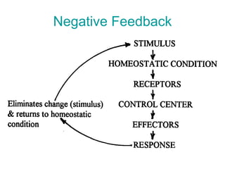 homeostasisfeedbackmechanisms__1_discussion | PPT