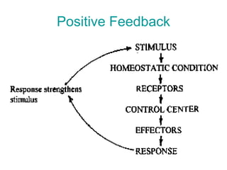 homeostasisfeedbackmechanisms__1_discussion | PPT