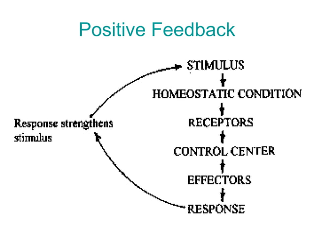 homeostasisfeedbackmechanisms__1_discussion | PPT