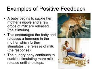 homeostasisfeedbackmechanisms__1_discussion | PPT