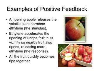 homeostasisfeedbackmechanisms__1_discussion | PPT