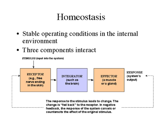 homeostasisfeedbackmechanisms__1_discussion | PPT