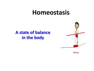 Homeostasis Examples For Kids