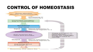 HOMEOSTASIS & HEMOSTASIS.pptx