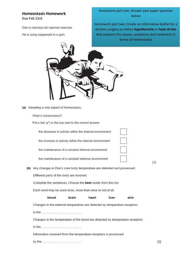 Homeostasis homework | DOCX