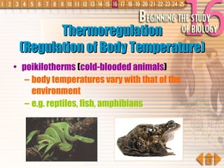 Homeostasis In Mammals Ar | PPT