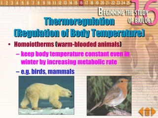 Homeostasis In Mammals Ar | PPT