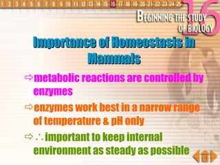 Homeostasis In Mammals Ar | PPT