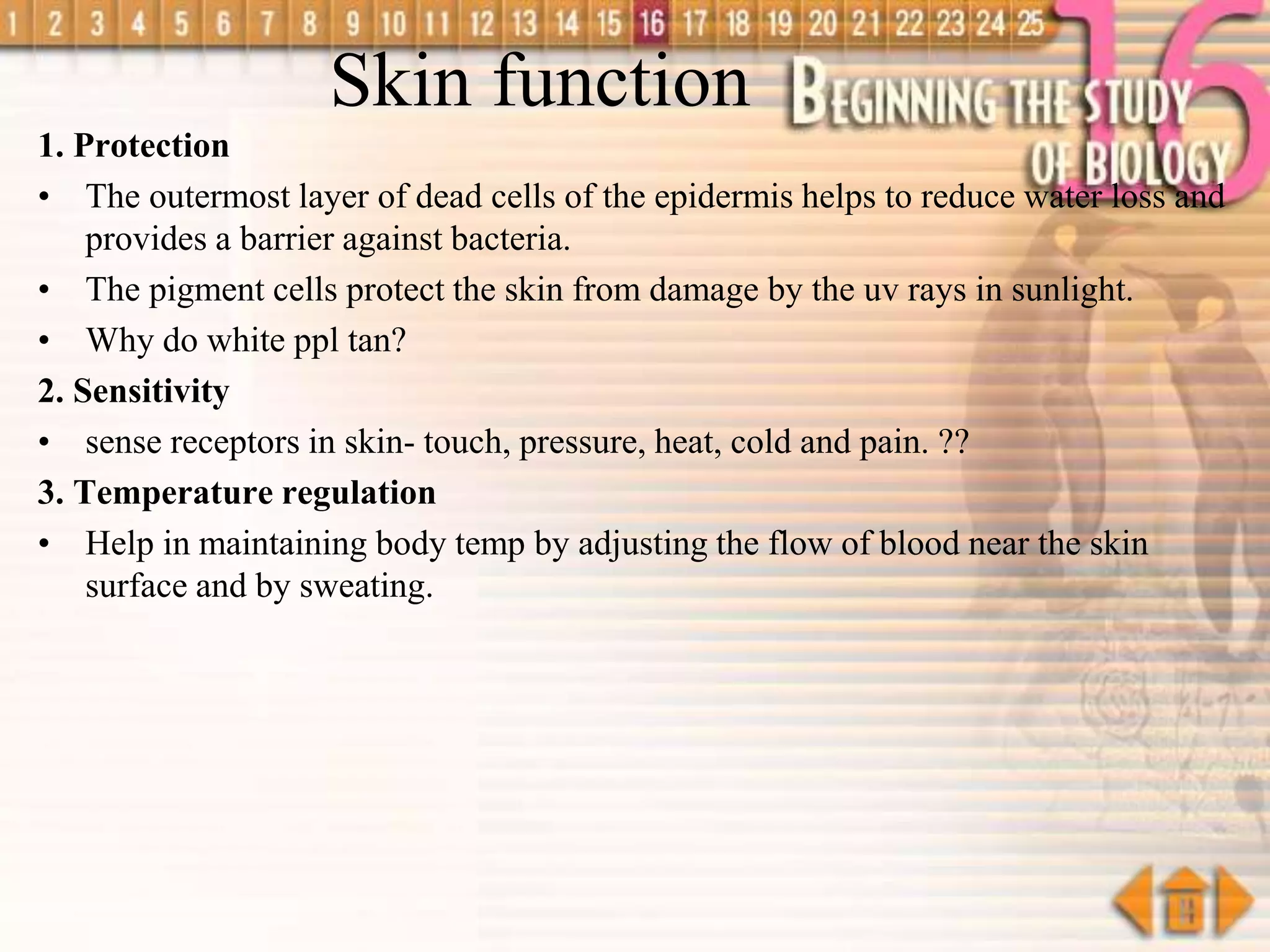 Homeostasis in mammals__igcse | PPT