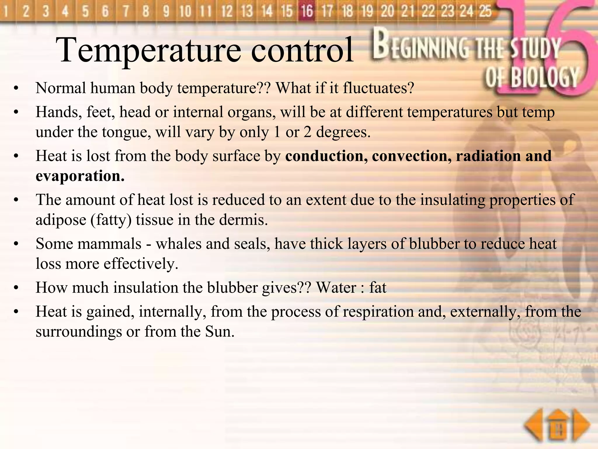 Homeostasis in mammals__igcse | PPT
