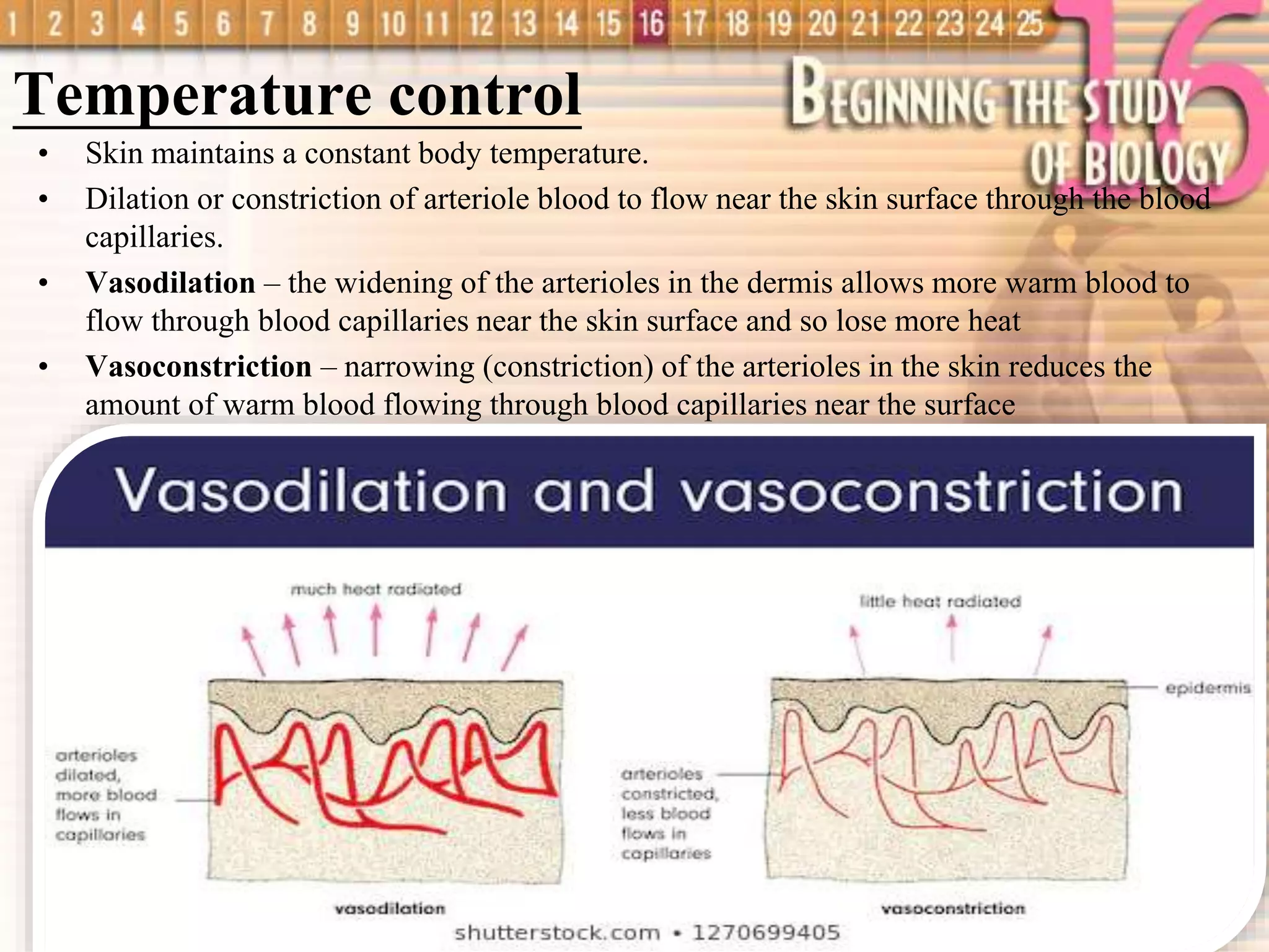 Homeostasis in mammals__igcse | PPT