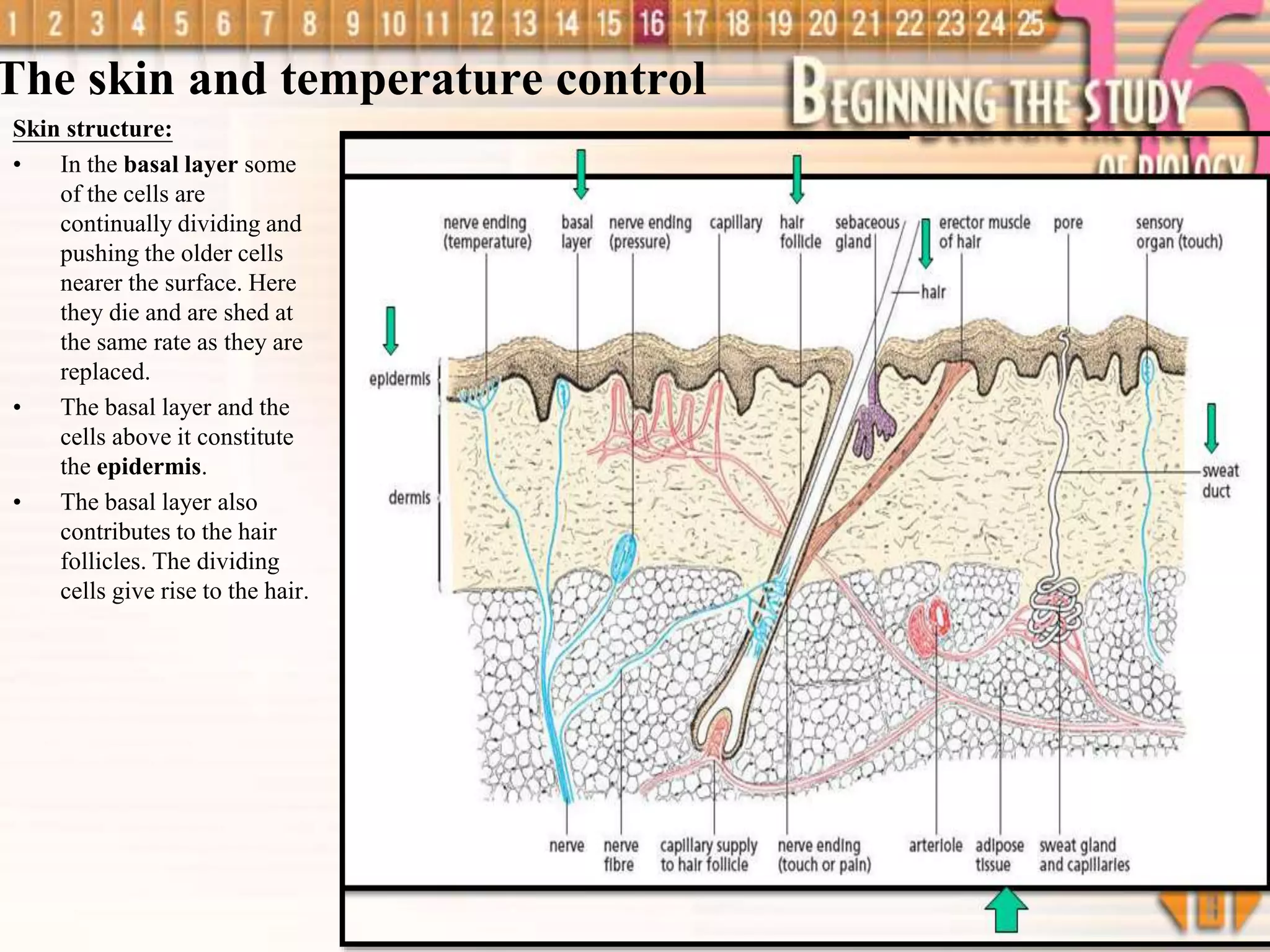 Homeostasis in mammals__igcse | PPT