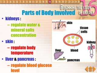 Homeostasis in mammals__igcse | PPT