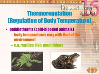 Homeostasis in mammals__igcse | PPT