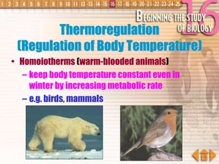 Homeostasis in mammals__igcse | PPT